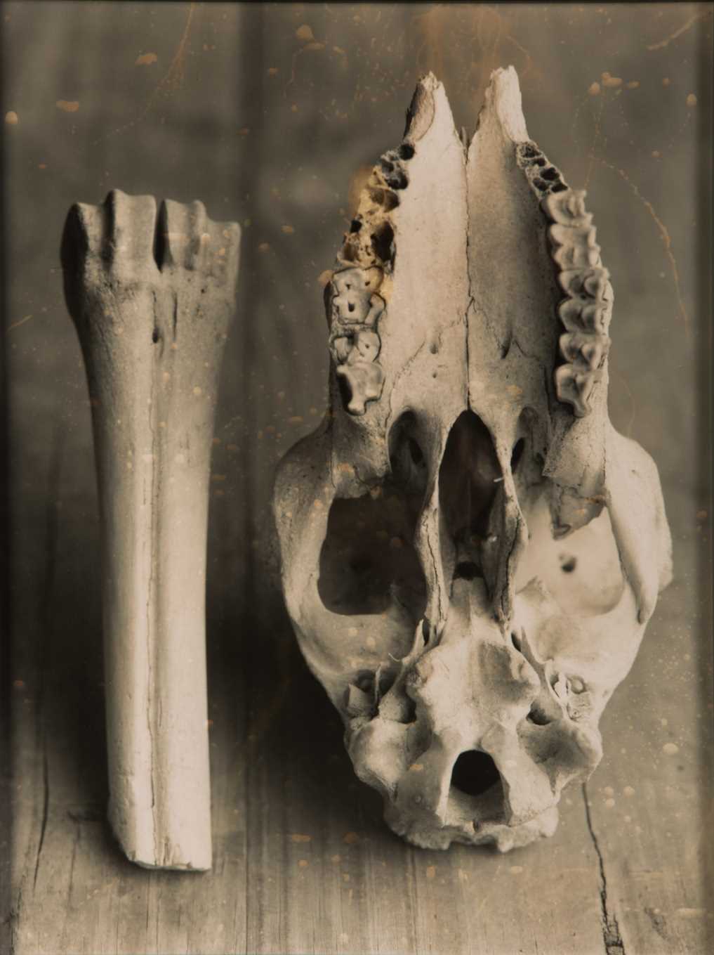 Lot 25 - Tiaan van Deventer (South Africa 1975-)